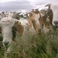 Cockerham Goats - Gulf Lane, Cockerham - Upcoming Events & Tickets